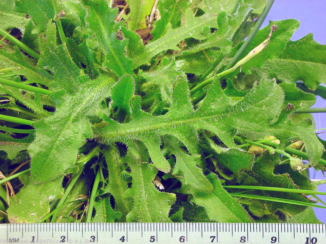 Hypochaeris Radicata Kwantlen Polytechnic University School Of
